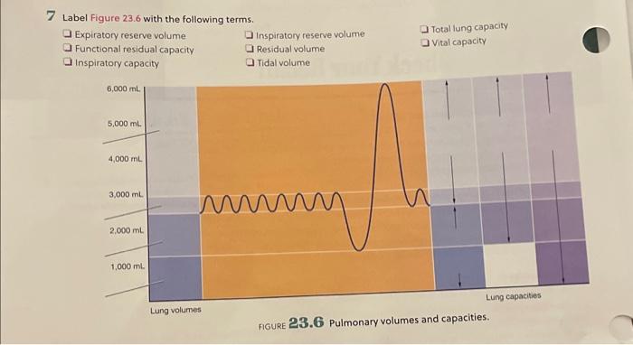 Solved 7 Label Figure 23.6 with the following terms. | Chegg.com