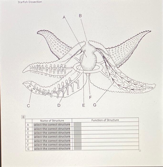 Solved Starfish Dissection B A CE RRRR YY F с D E G + | Chegg.com