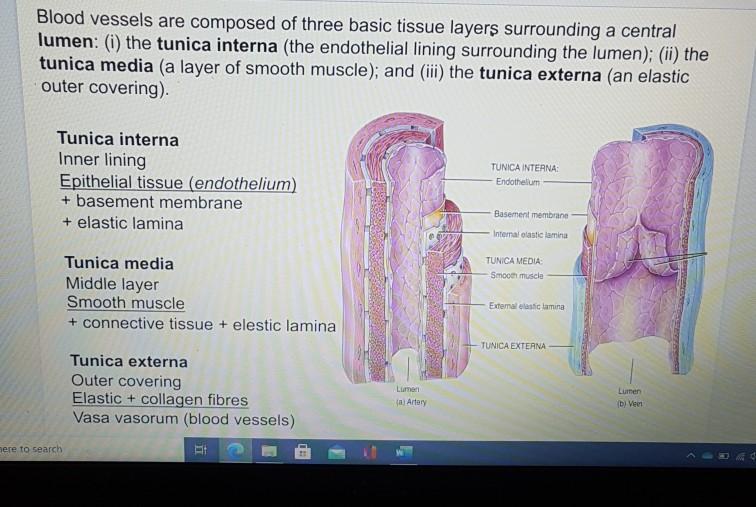 Solved 2.A. Compare the lumen and the three tissue layers | Chegg.com