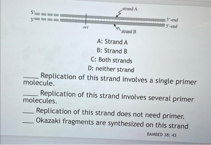 Solved strand A 5' 3 3-end 5-end ori strand B A: Strand A B: | Chegg.com
