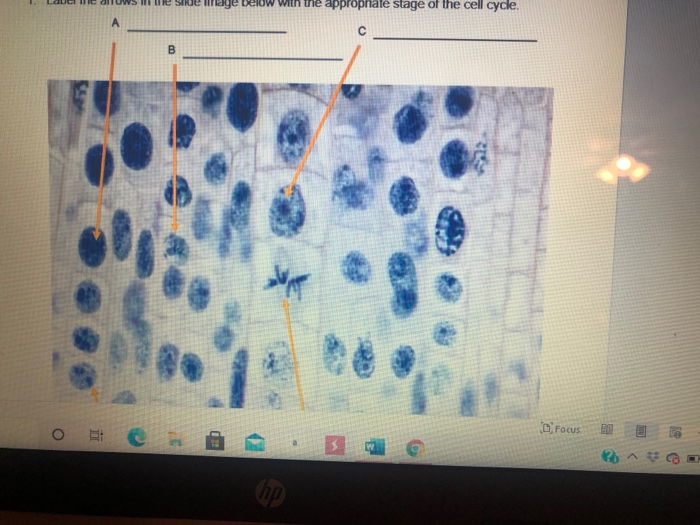 PART 1: CALCULATING TIME SPENT IN EACH CELL CYCLE | Chegg.com