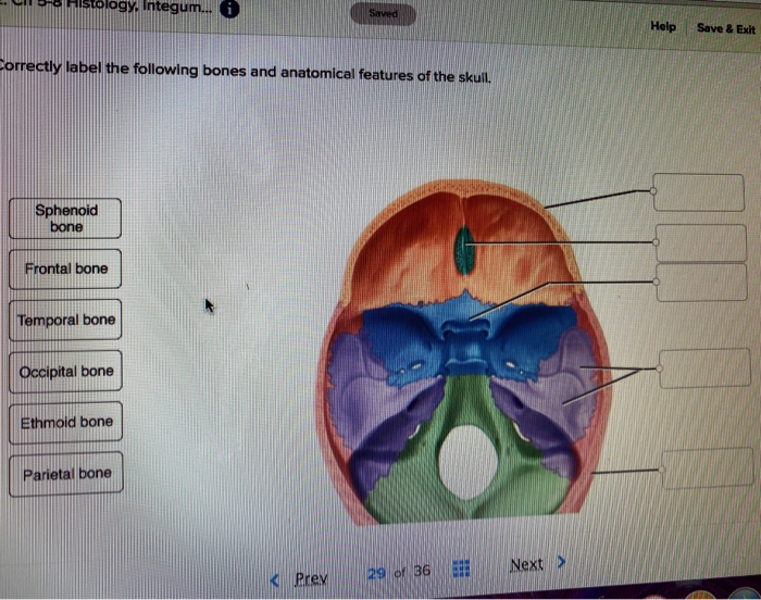 Solved - 1 -- Histology. Integum... Help Save & Exit | Chegg.com