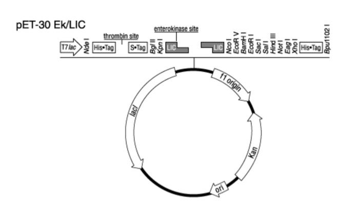 Solved PET-30 EK/LIC enterokinase site thrombin site STag | Chegg.com