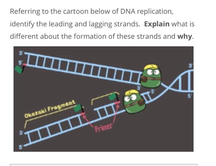 Solved Referring to the cartoon below of DNA replication, | Chegg.com