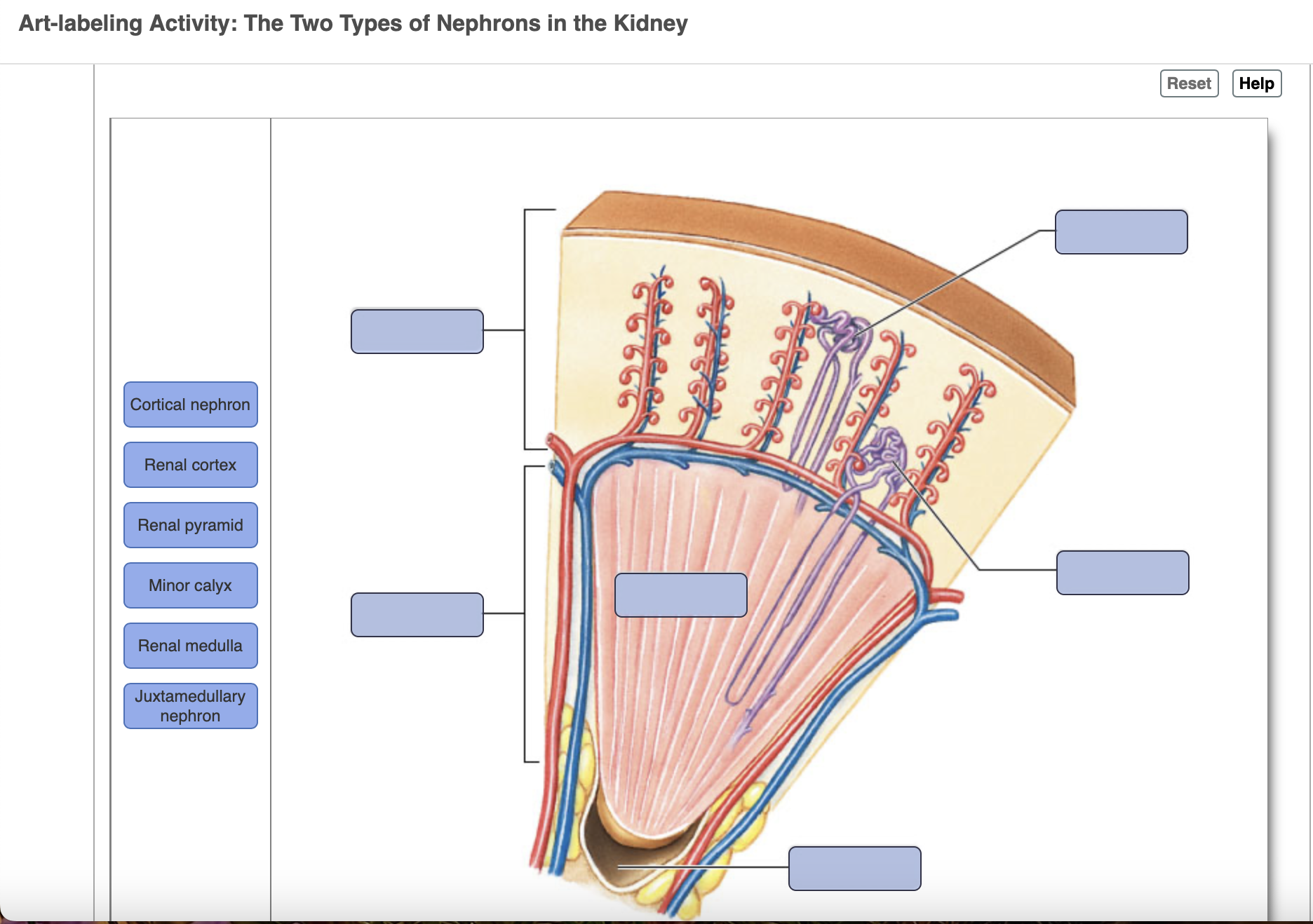 Solved Art-labeling Activity: The Two Types of Nephrons in | Chegg.com