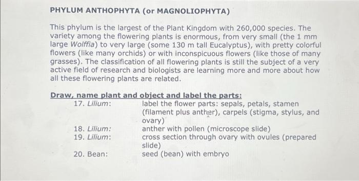 Solved Phylum Anthophyta Or Magnoliophyta This Phylum Is