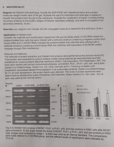 Solved II. ﻿WESTERN BLOTDiagram the Western blot technique. | Chegg.com