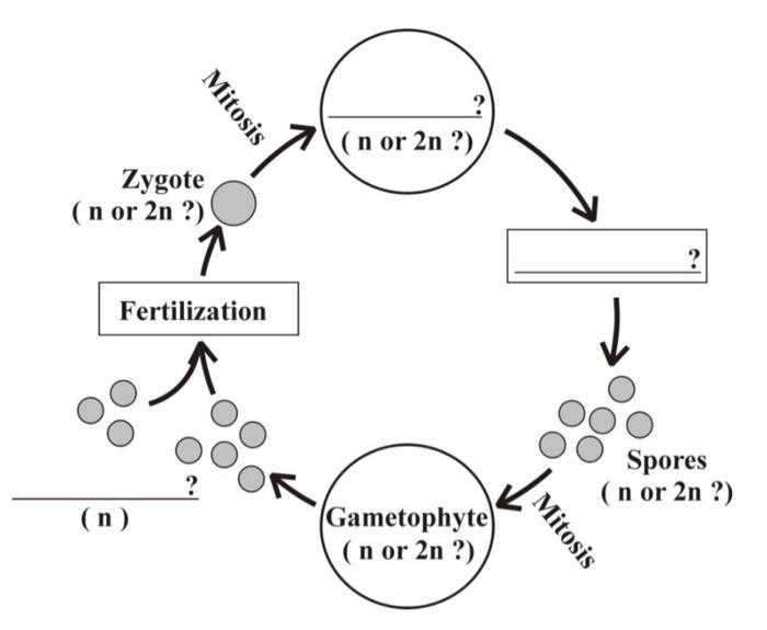 Solved Complete the following generalized life cycle | Chegg.com