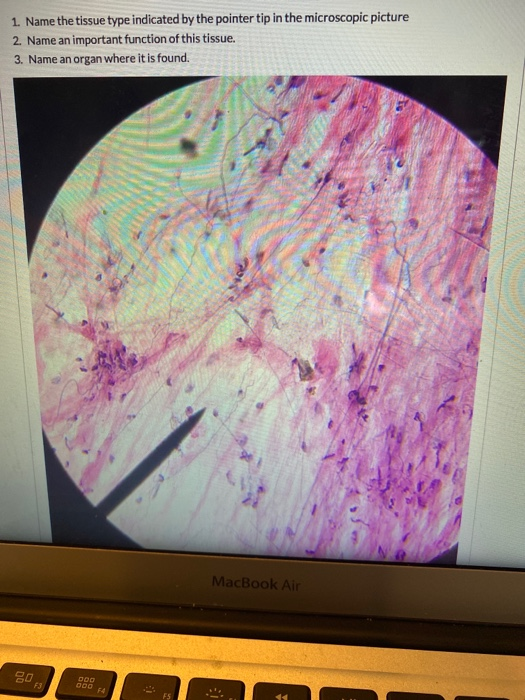 Solved 1. Name the tissue type indicated by the pointer tip | Chegg.com
