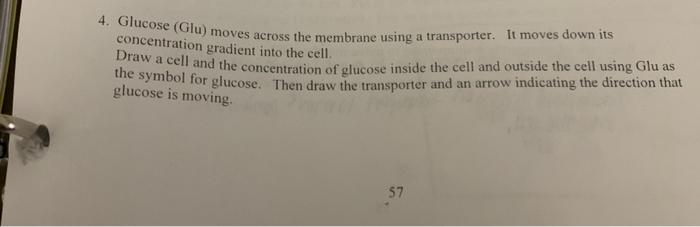 Solved concentration gradient into the cell. 4. Glucose | Chegg.com