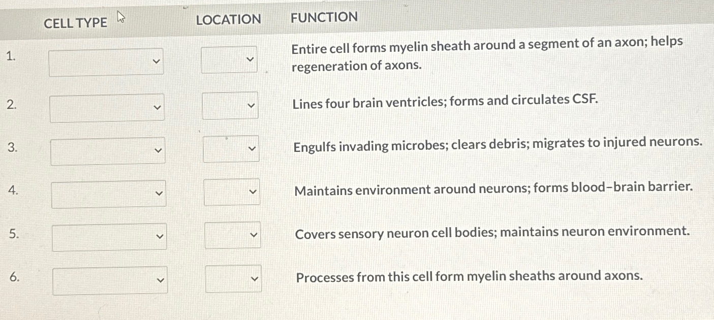 Solved CELLTYPE LOCATIONFUNCTIONEntire cell forms myelin | Chegg.com