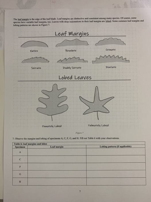 Solved The leaf margin is the edge of the leaf blade. Leaf | Chegg.com