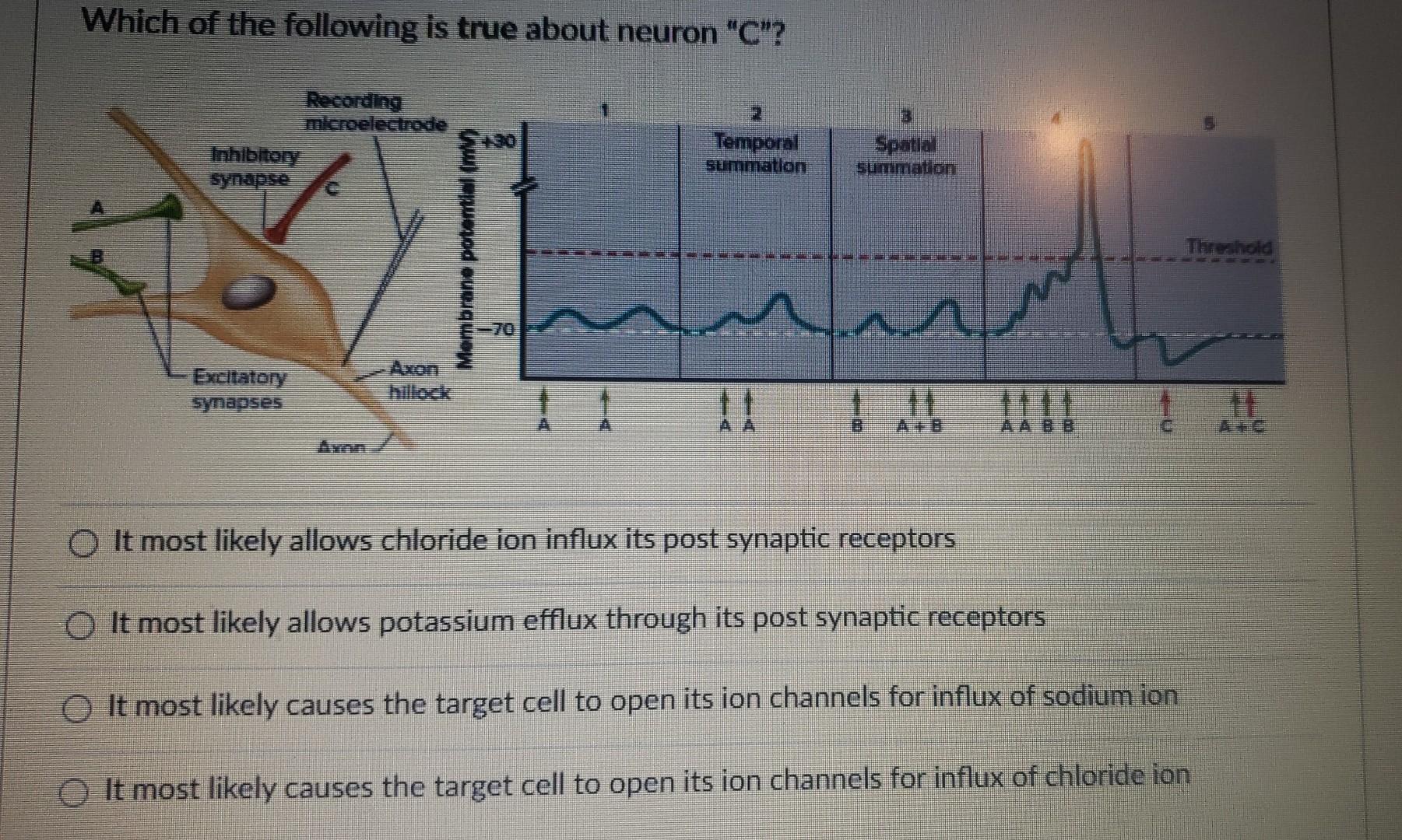 Solved Which of the following is true about neuron " C "? It | Chegg.com