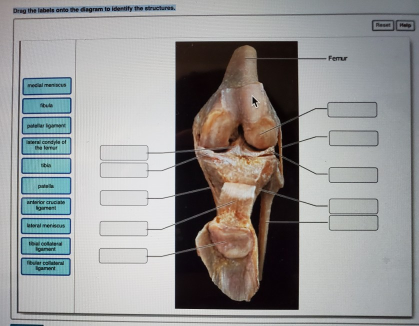 Solved Drag the labels onto the diagram to identify the | Chegg.com