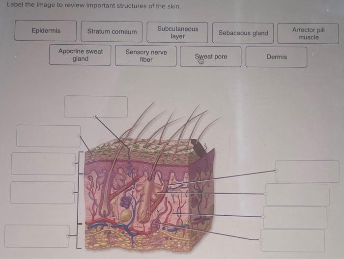 Solved Label the Image to review important structures of the | Chegg.com