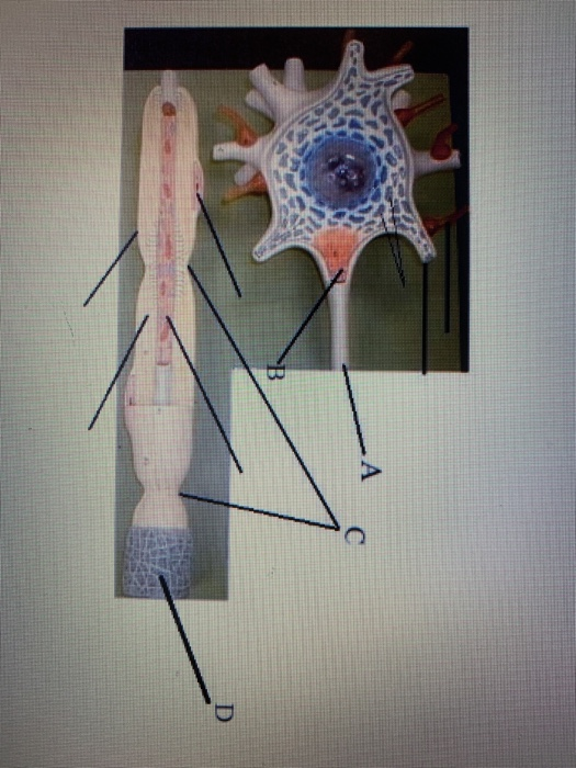 Solved label the spinal cord cross-section | Chegg.com