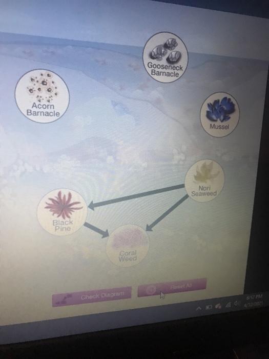 Solved Construct a competitive dominance hierarchy diagram | Chegg.com