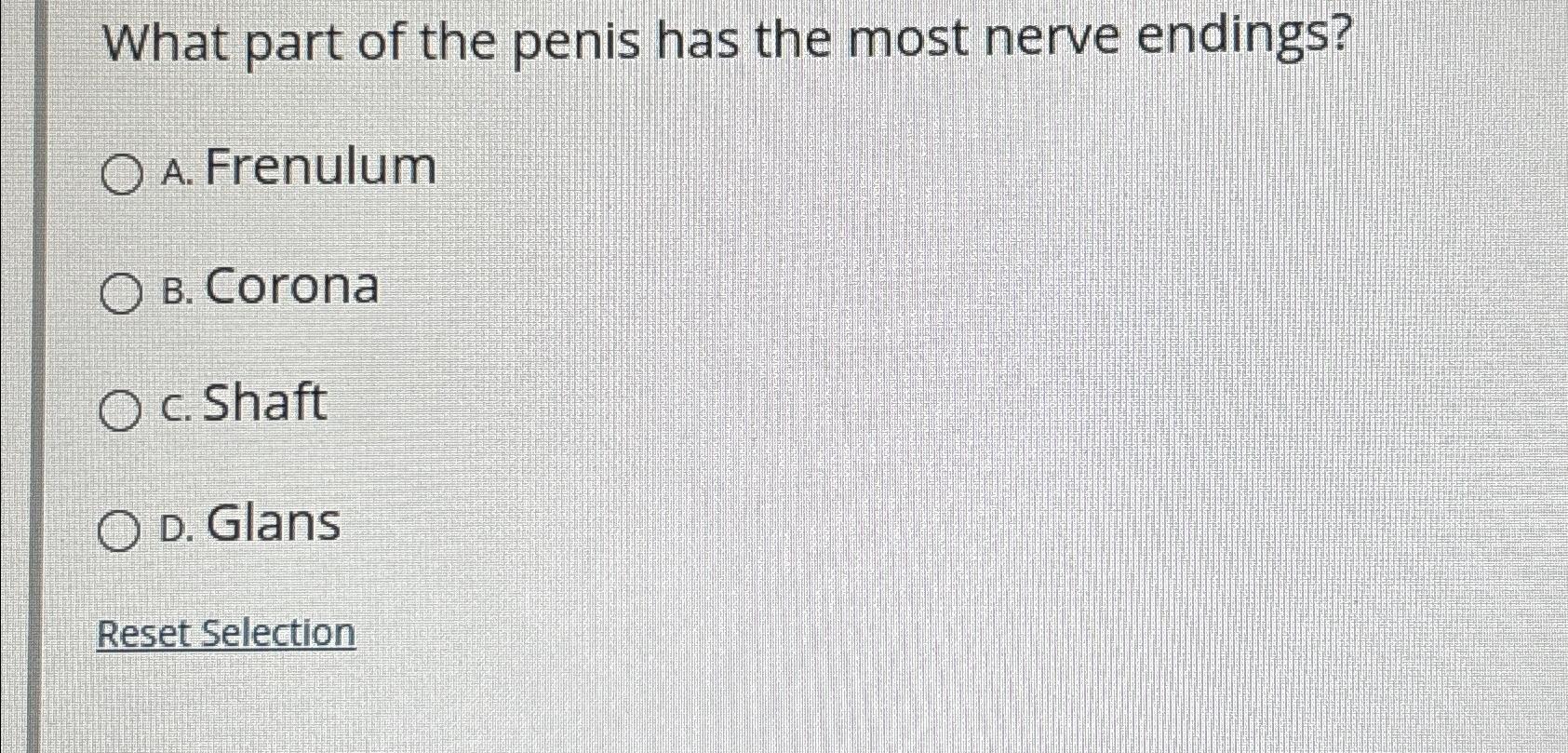 What part of the penis has the most nerve endings?A. | Chegg.com