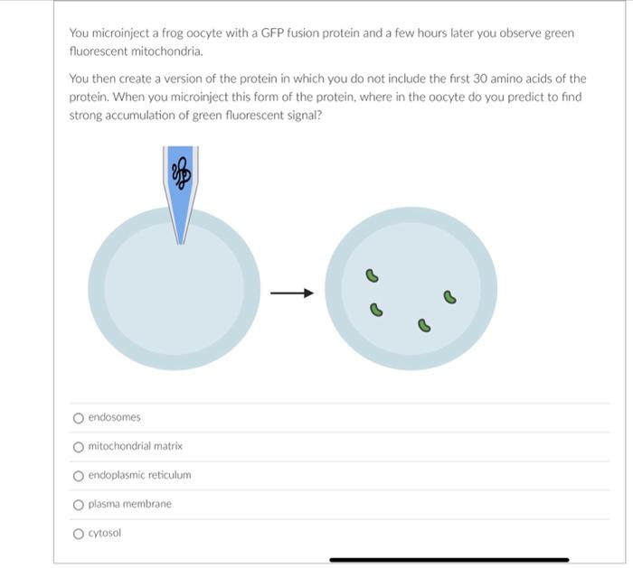 Solved You microinject a frog oocyte with a GFP fusion | Chegg.com