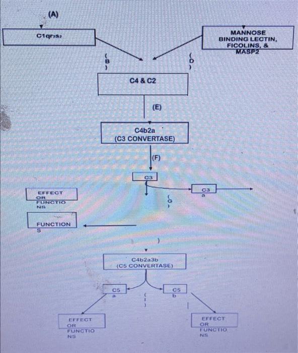 Solved Review the diagram of the classical and lectin | Chegg.com