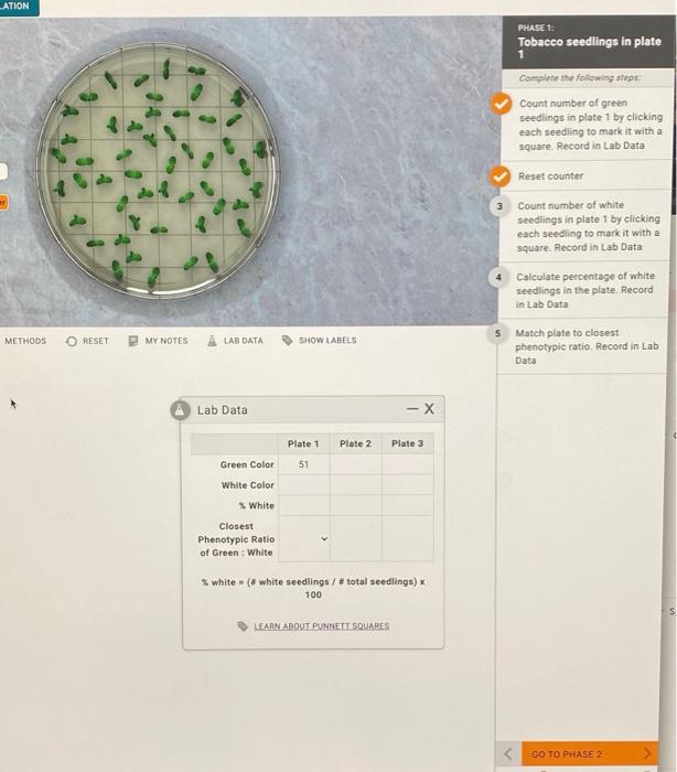 Solved LATION PHASE 1: Tobacco seedlings in plate 1 Complete | Chegg.com