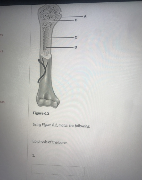Solved ces Figure 6.2 Using Figure 6.2, match the following: | Chegg.com