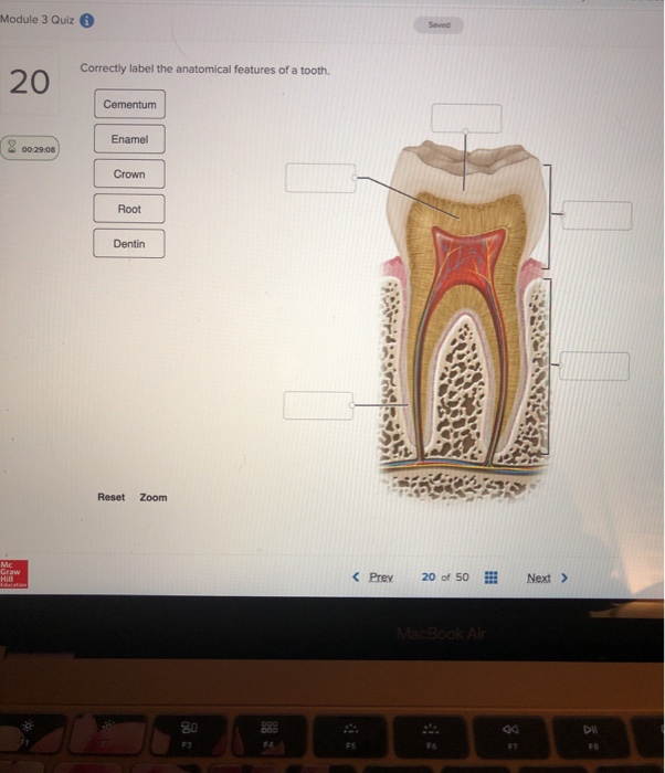 Solved Module 3 Quiz Seved Correctly label the anatomical | Chegg.com Solved Module 3 Quiz Seved Correctly label the anatomical | Chegg.com