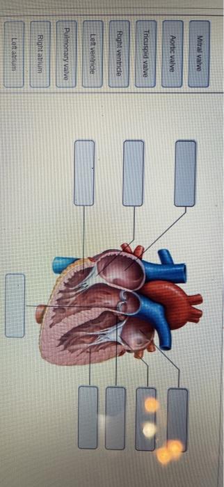 Solved -labeling Activity: Figure 17.3 Drag the appropriate | Chegg.com