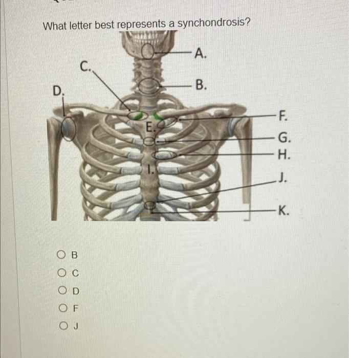 Solved QUESTION 14 Tendons and ligaments are both examples | Chegg.com Solved QUESTION 14 Tendons and ligaments are both examples | Chegg.com