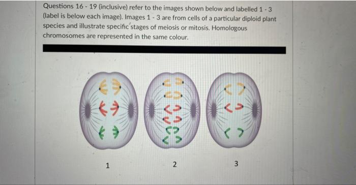Solved Questions 16−19 (inclusive) refer to the images shown | Chegg.com
