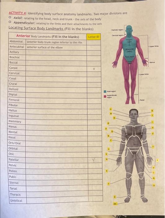 [Solved]: ACTIVITY 4: Identifying body surface anatomy land