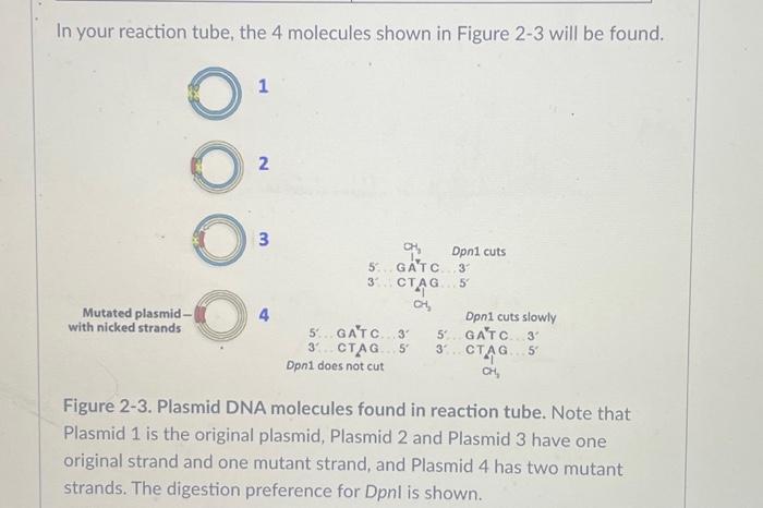 Solved molecular genetics which plasmid DNA in the | Chegg.com