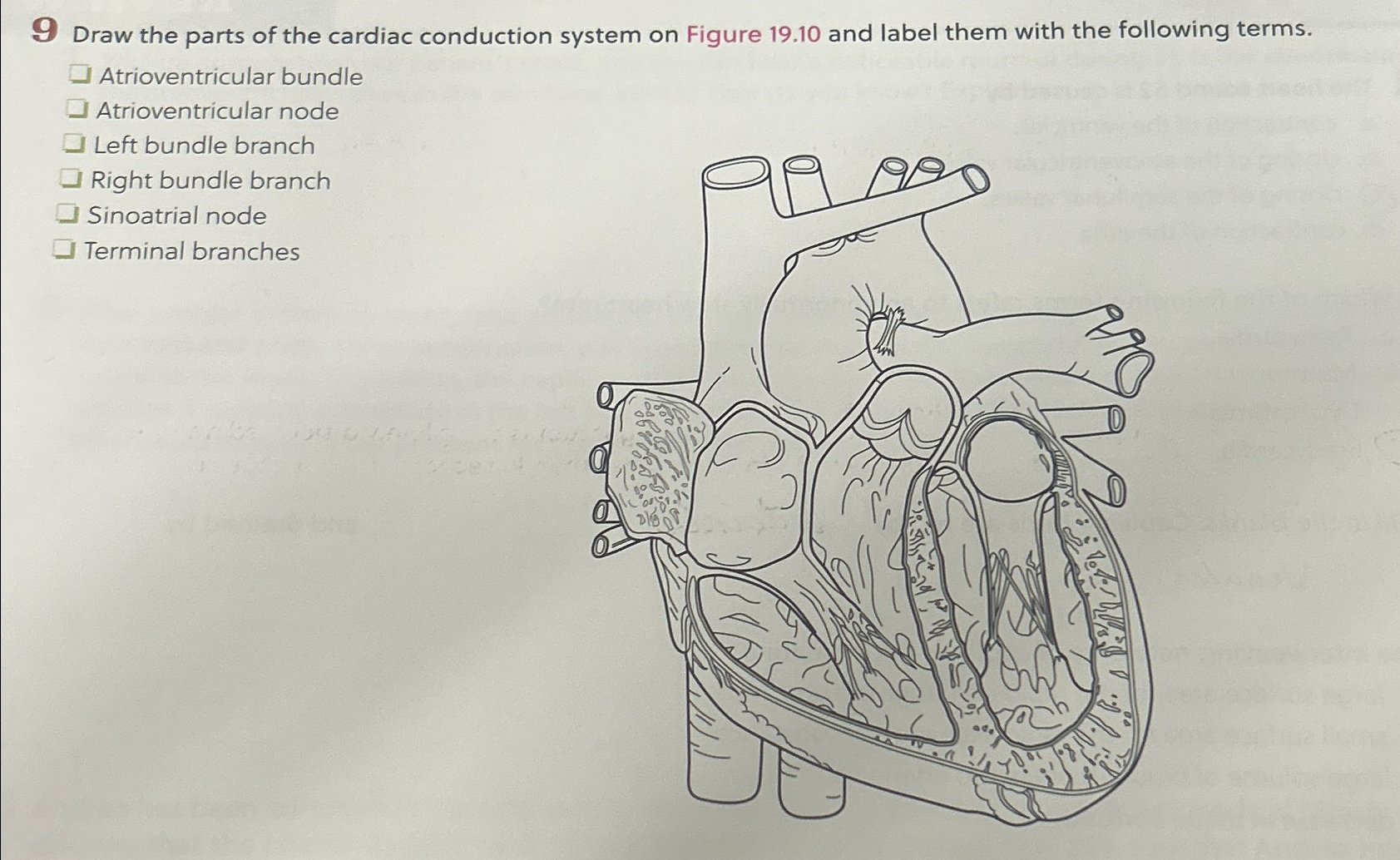 Solved 9 ﻿Draw the parts of the cardiac conduction system on | Chegg.com