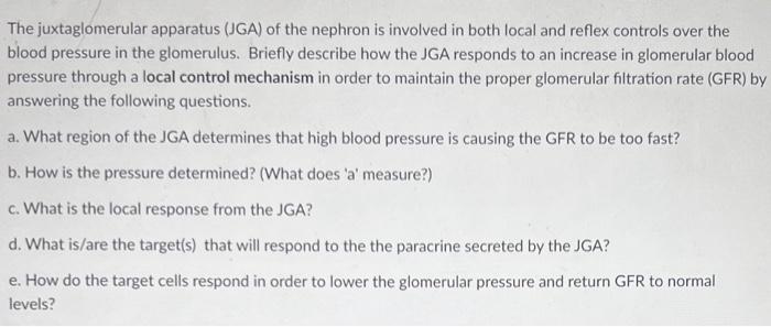 Solved The juxtaglomerular apparatus (JGA) of the nephron is | Chegg.com