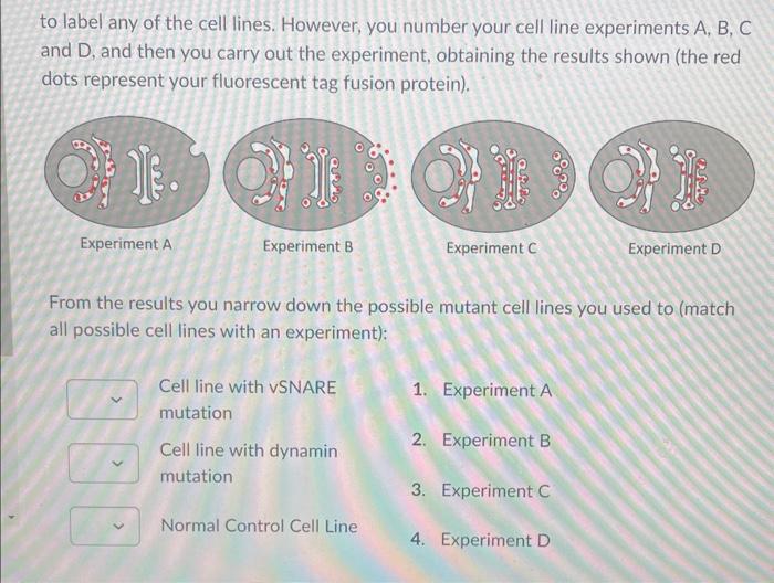 Solved In the laboratory, you have created a fluorescent tag | Chegg.com