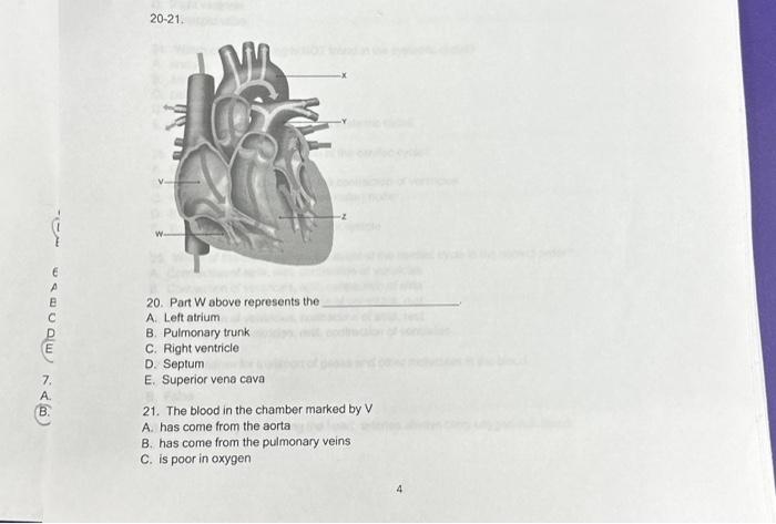 Solved 20. Part W above represents the A. Left atrium B. | Chegg.com