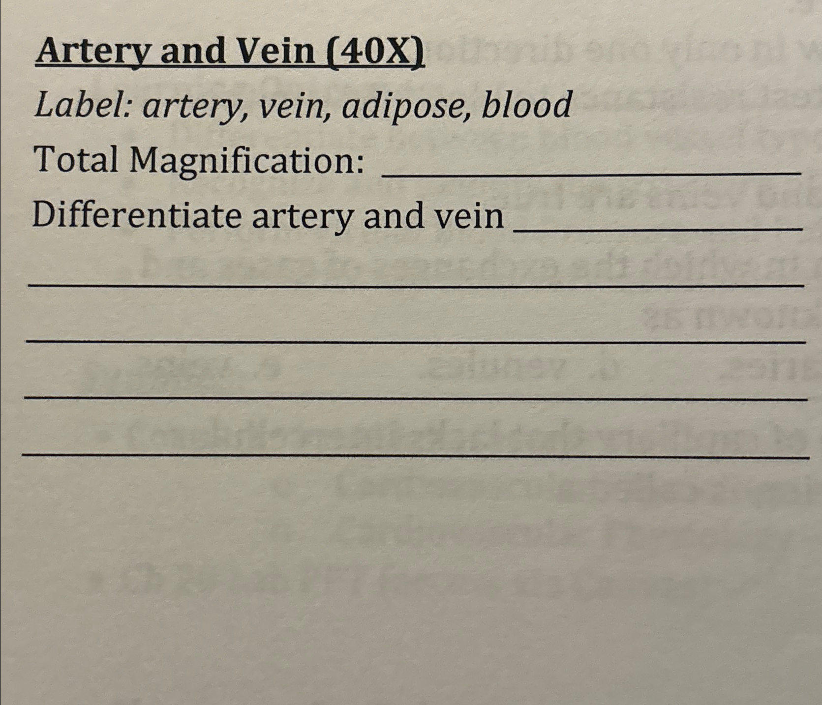 Solved Artery and Vein (40X)Label: artery, vein, adipose, | Chegg.com Solved Artery and Vein (40X)Label: artery, vein, adipose, | Chegg.com