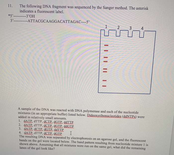 11. The following DNA fragment was sequenced by the | Chegg.com