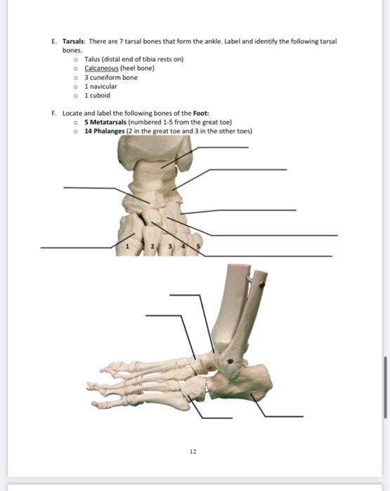 Tarsal Bones Mnemonic PDF: Foot And Ankle Labeled Diagram,, 60% OFF