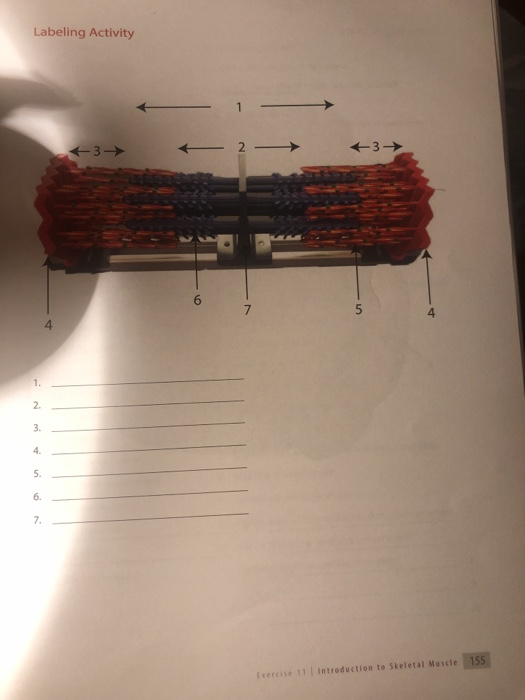 Solved Labeling Activity 155 Exercise 11 Introduction to | Chegg.com