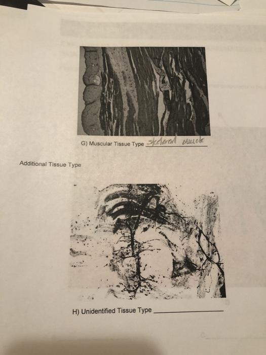 G) Muscular Tissue Type Фид се Additional Tissue Type | Chegg.com