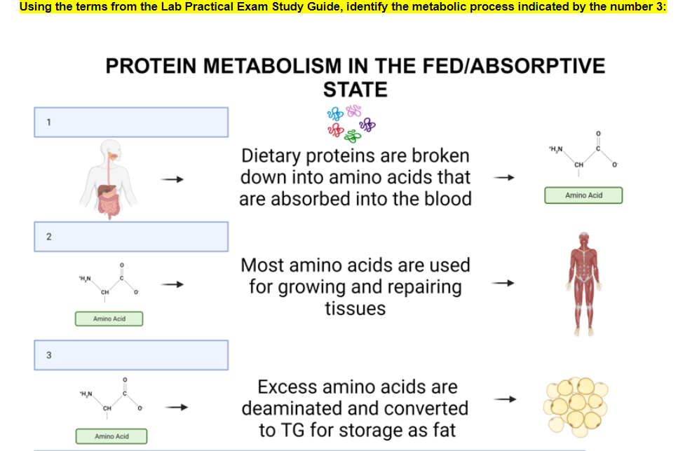 Solved PROTEIN METABOLISM IN THE | Chegg.com
