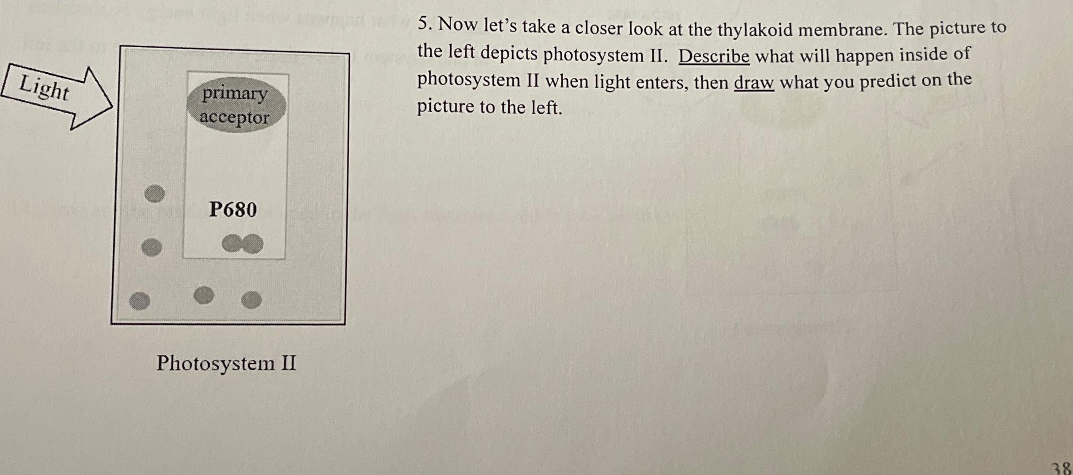 Solved Now let's take a closer look at the thylakoid | Chegg.com