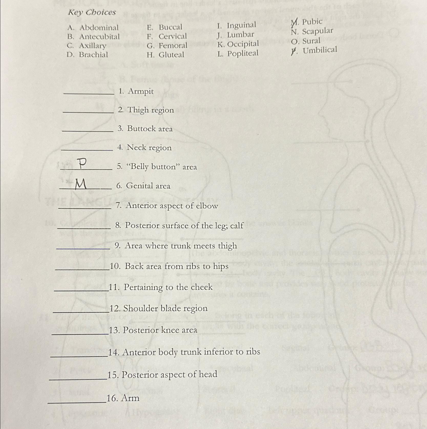 Solved Key ChoicesA. ﻿AbdominalB. ﻿AntecubitalC. ﻿AxillaryD. | Chegg.com
