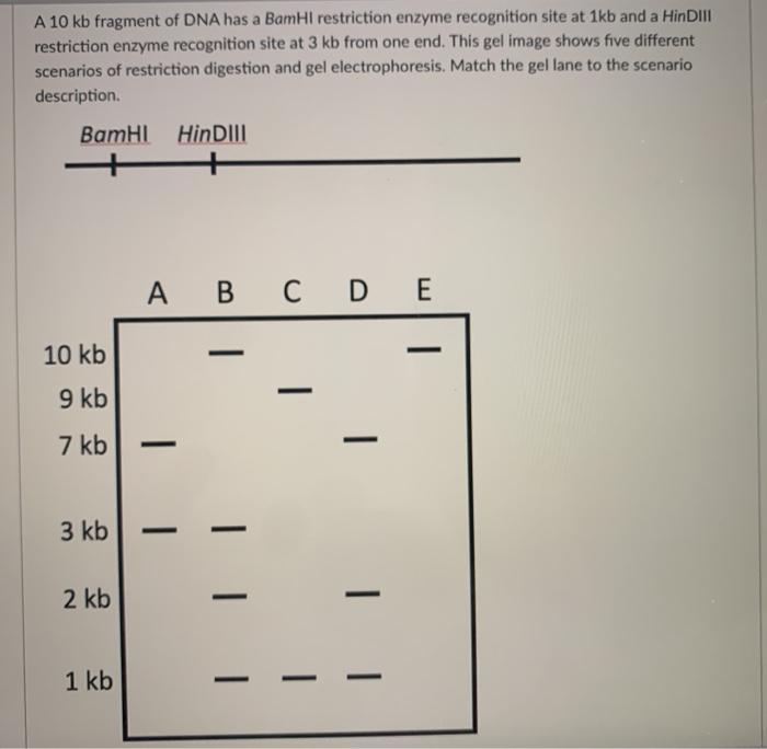 Solved A 10 kb fragment of DNA has a BamHl restriction | Chegg.com