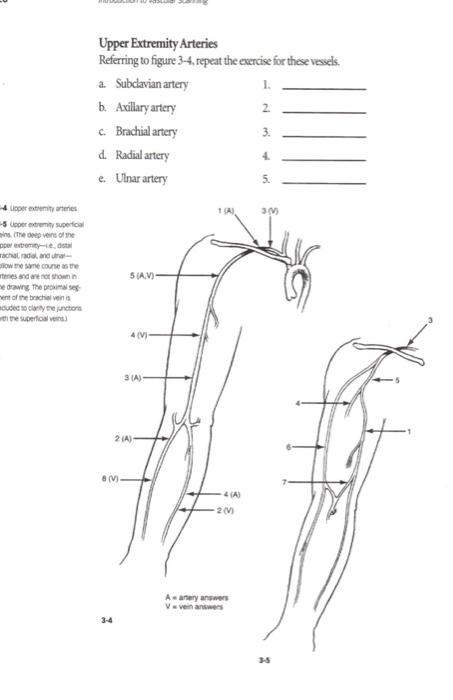 Solved Upper Extremity Arteries Referring to figure 3-4, | Chegg.com