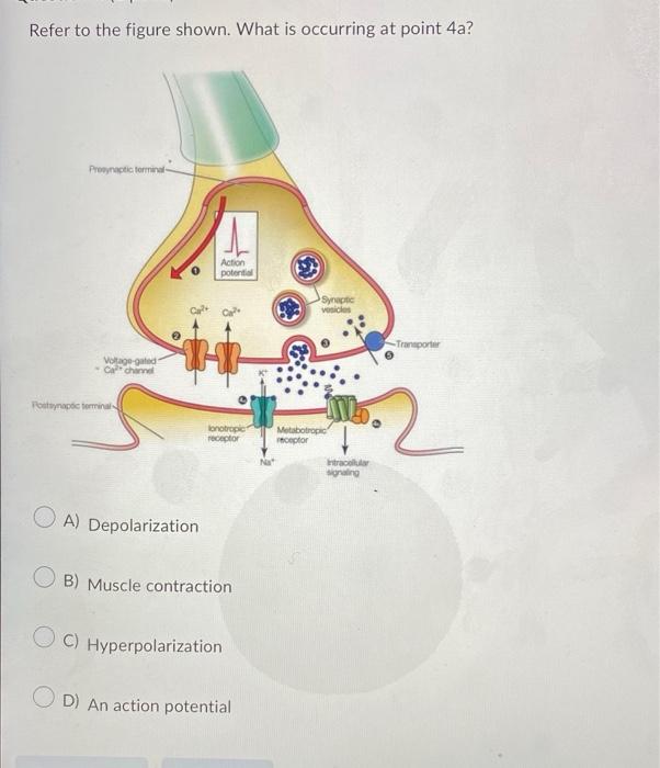 Solved Refer to the figure shown. What is occurring at point | Chegg.com