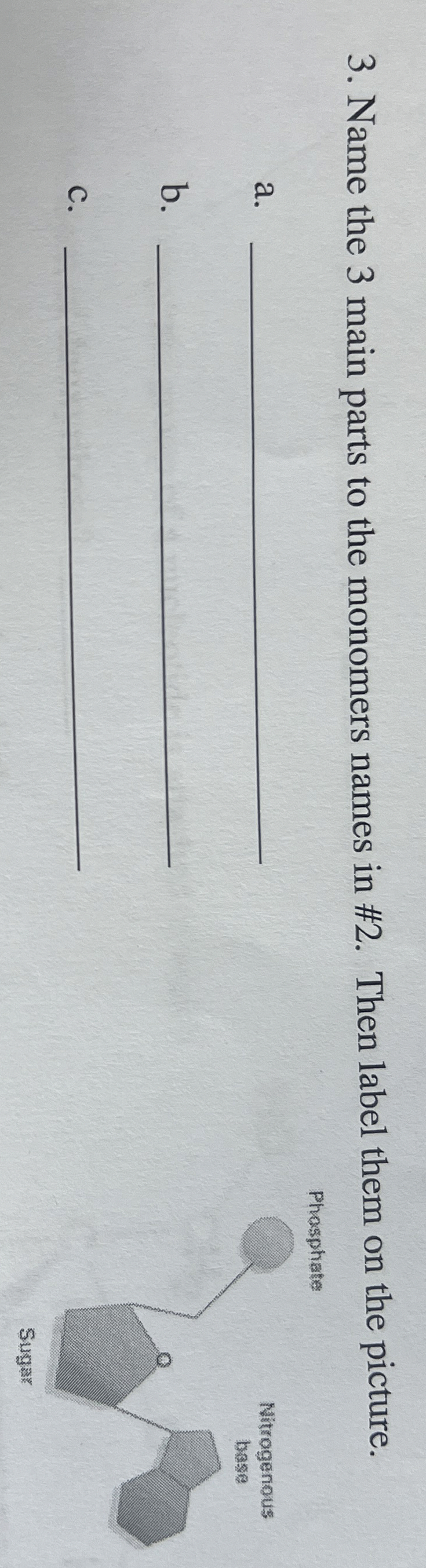 Solved Name the 3 ﻿main parts to the monomers names in #2. | Chegg.com