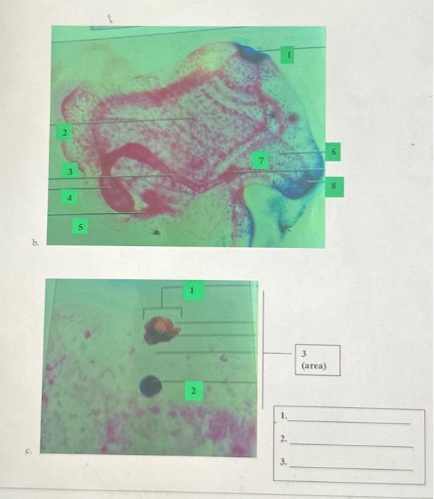 Solved III. Identify each of the numbered structures. List | Chegg.com