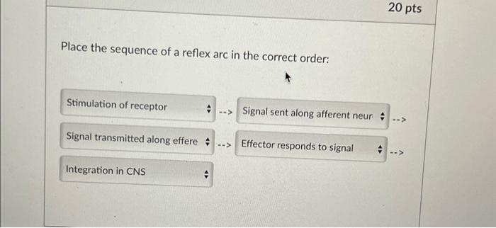 Solved Place the sequence of a reflex arc in the correct | Chegg.com
